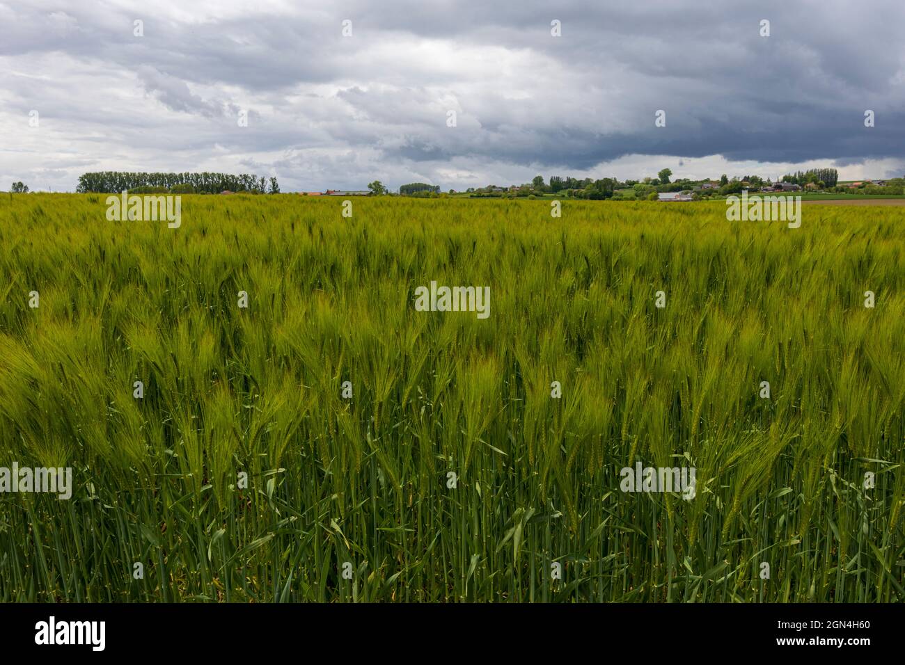 Field in flanders hi-res stock photography and images - Alamy