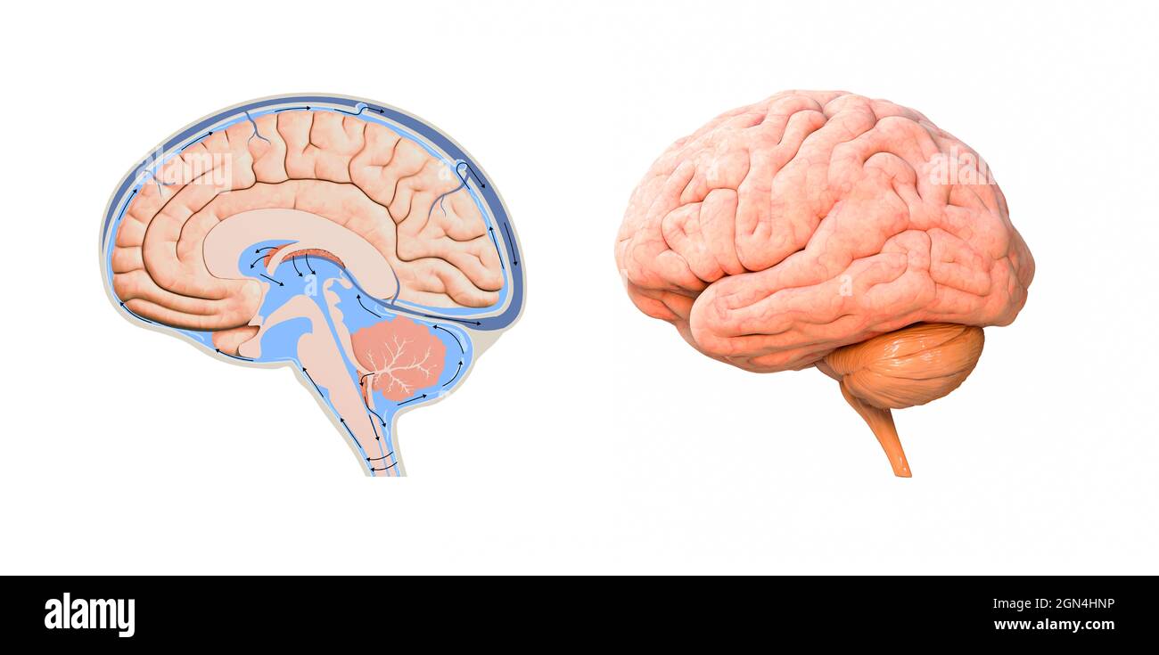 human brain cross section diagram. 3d render, illustration Stock Photo ...