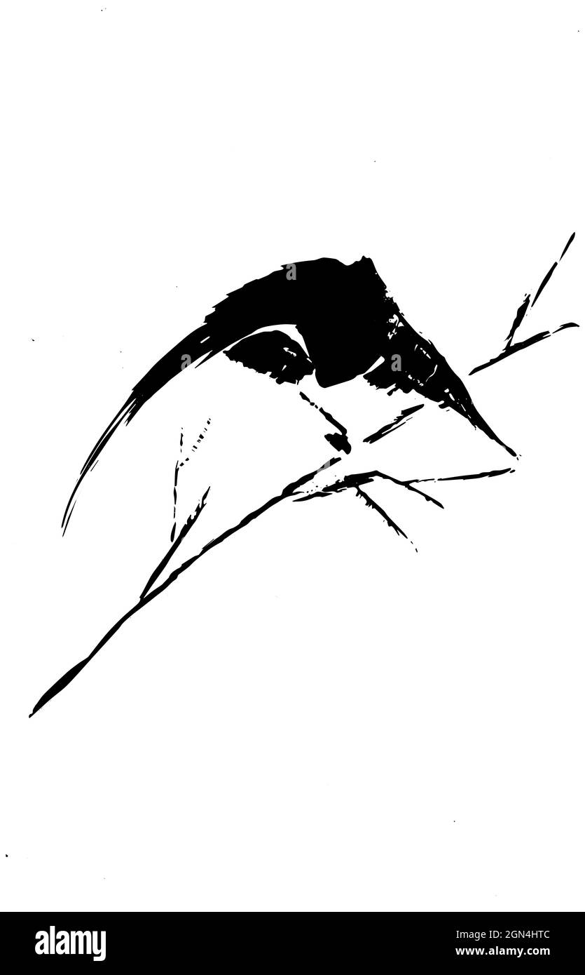 0033 - Brush and Ink - Bird Watcher Vector Rebuild Stock Photo - Alamy