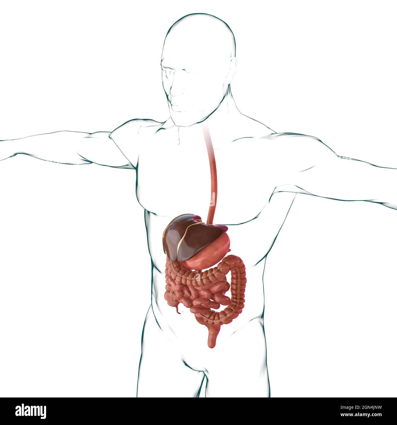 Digestive System Without Labels