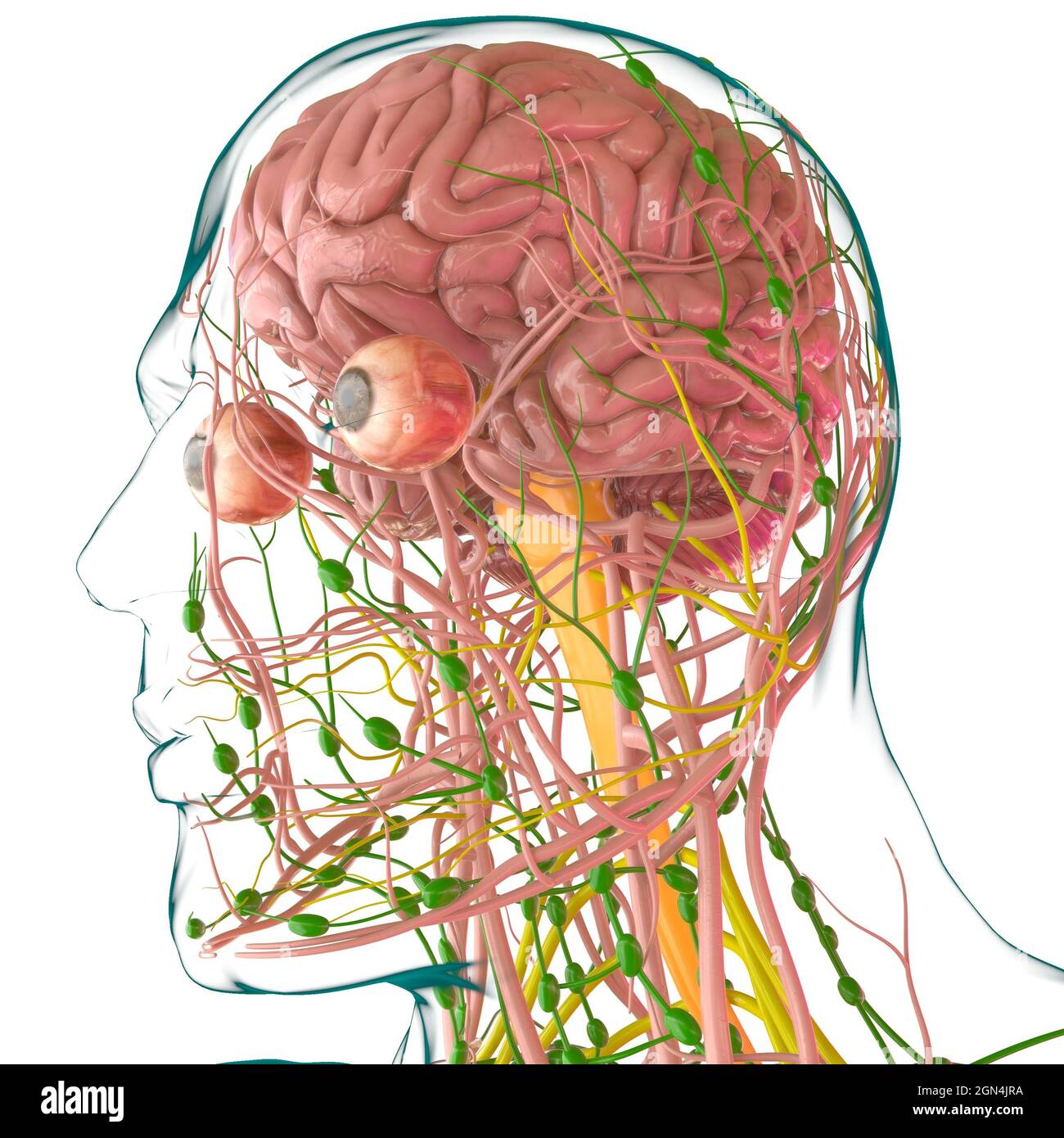 Human Brain Anatomy For Medical Concept 3D Illustration Stock Photo - Alamy