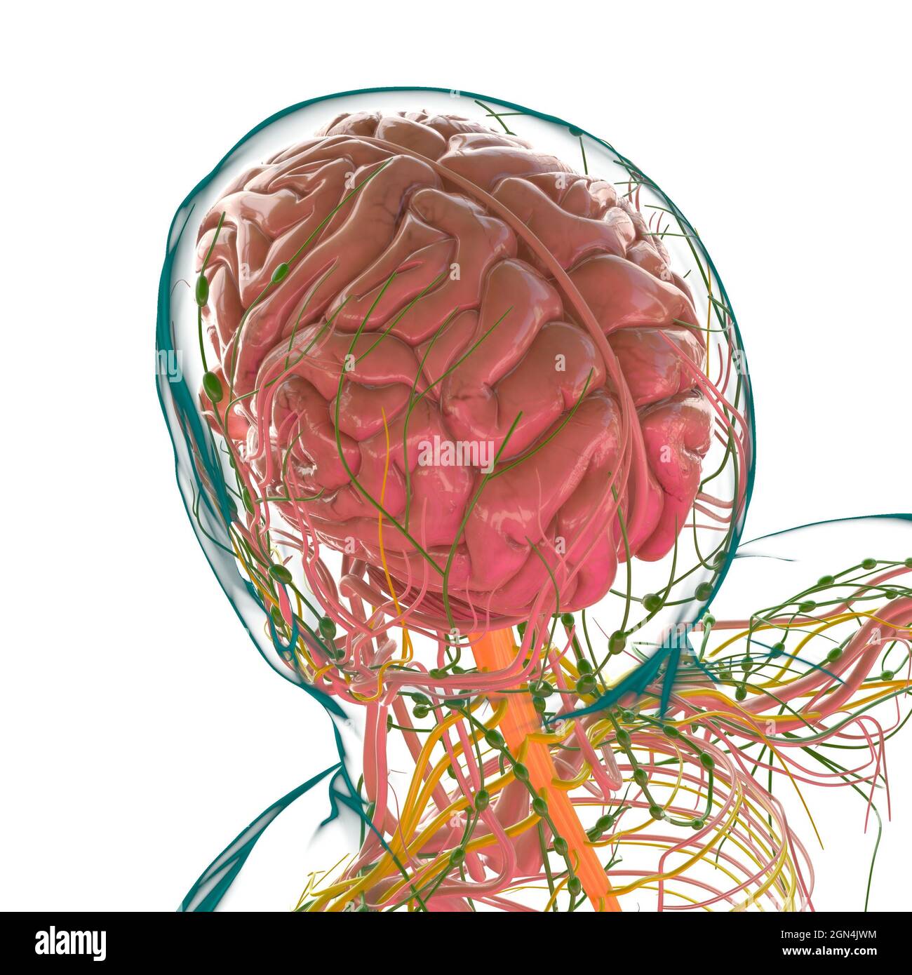 Human Brain Anatomy For Medical Concept 3D Illustration Stock Photo - Alamy