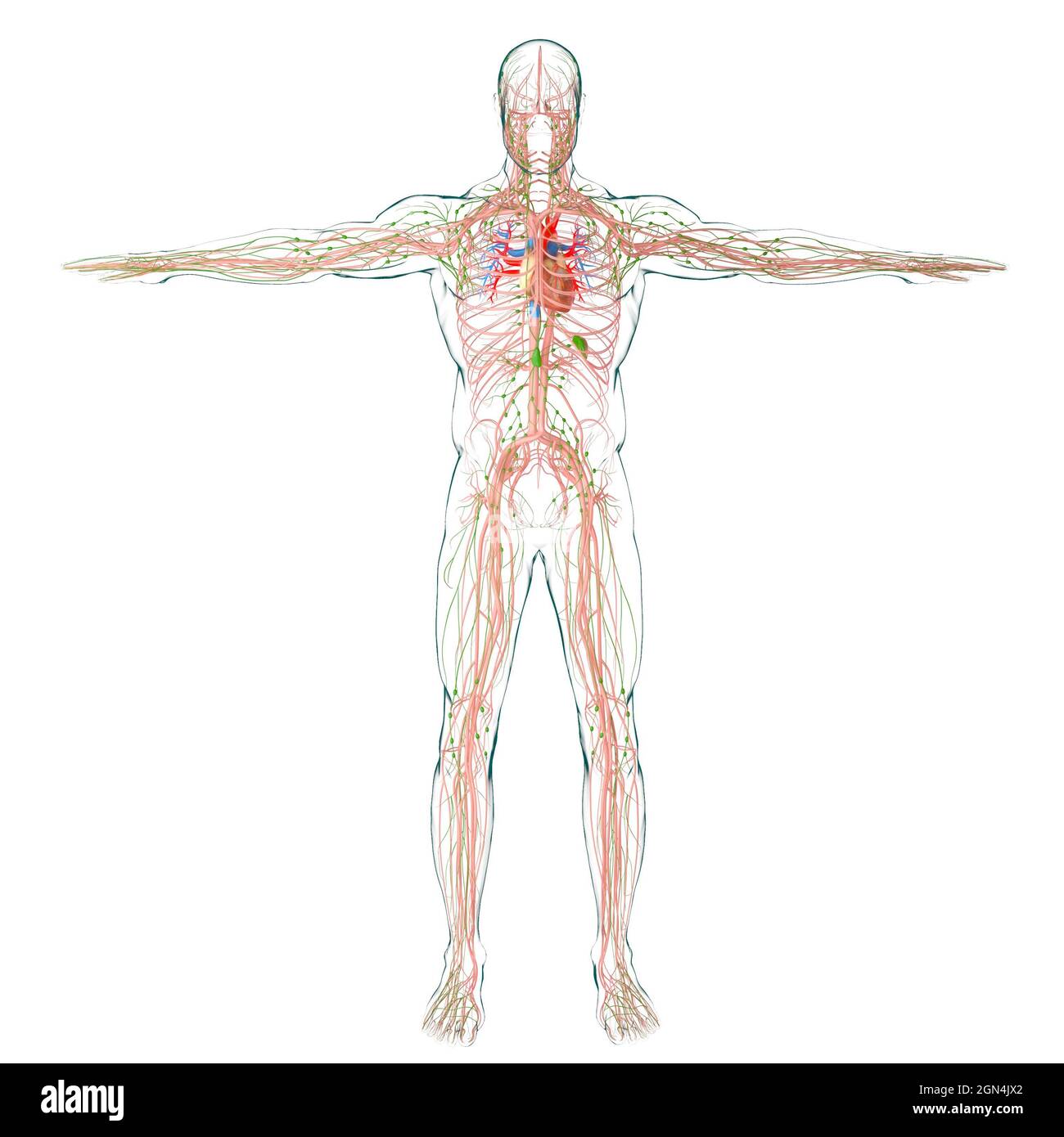 Coronary trunk Cut Out Stock Images & Pictures - Alamy