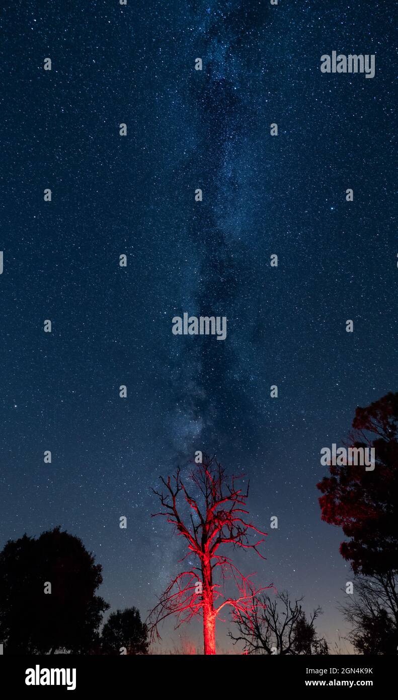 Dead red tree under the milky way Stock Photo - Alamy