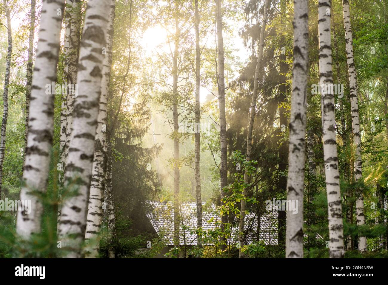 Rays bursting sunlight in misty hi-res stock photography and images - Alamy