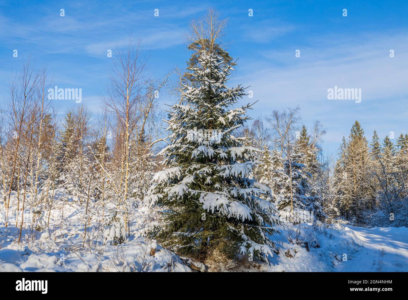 Close up view of snowy pine tree in winter. Winter day. Beautiful ...