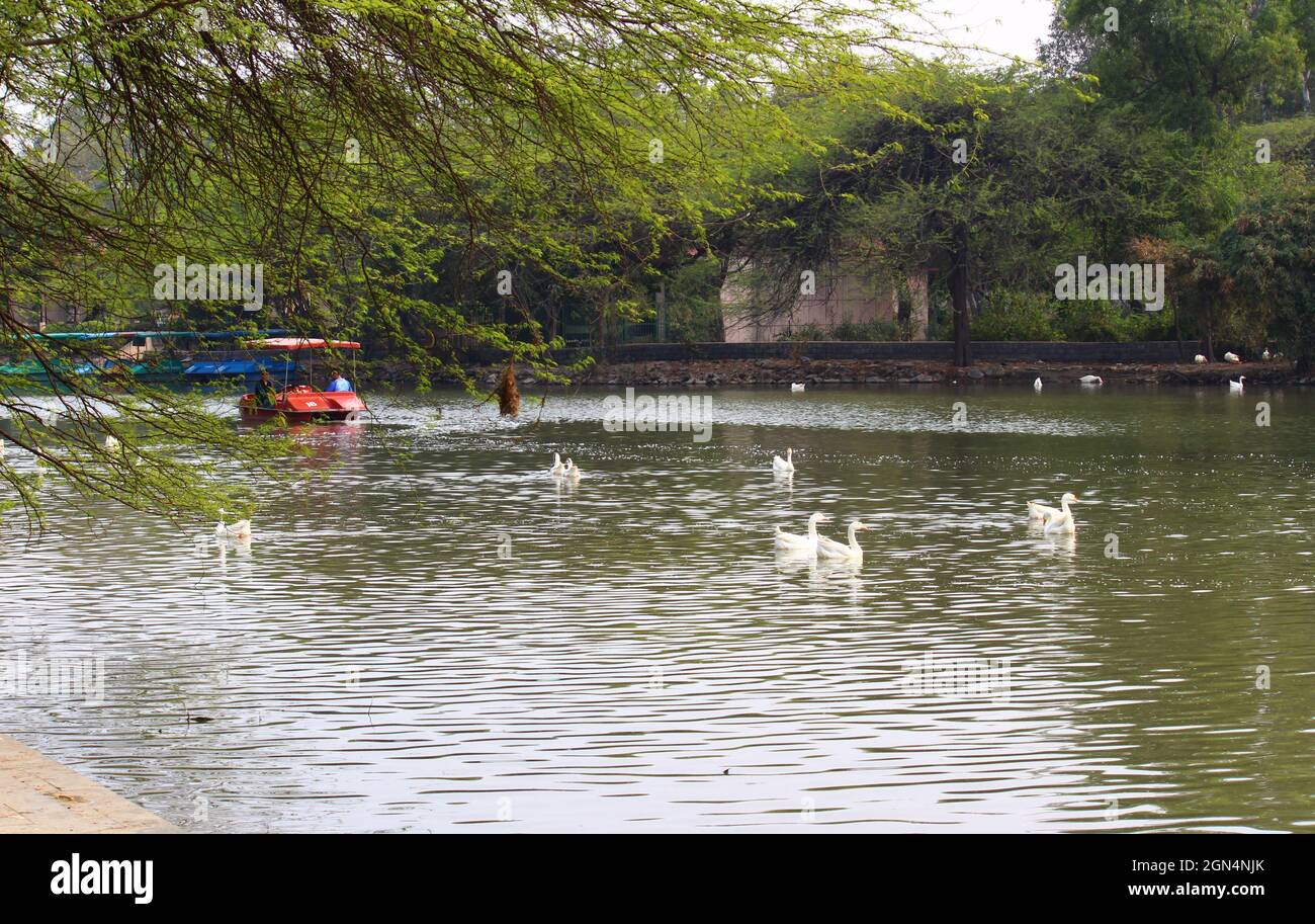 Pedal boat ride in Sanjay Lake Park in Trilokpuri, New Delhi, India ...