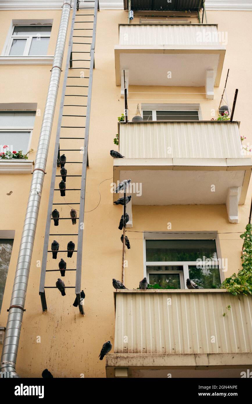 windows and balconies with fire escape and many birds Stock Photo - Alamy