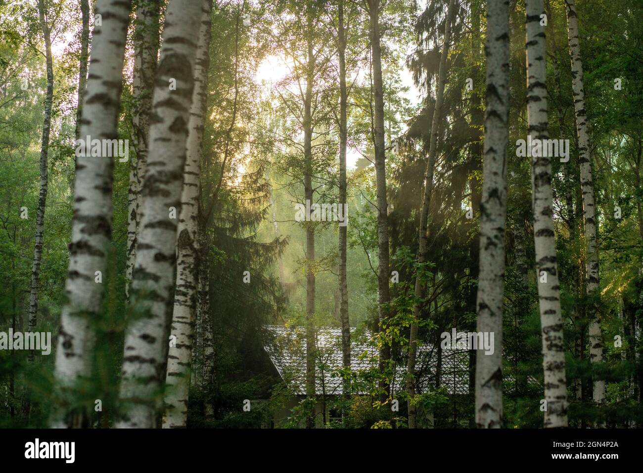 beautiful autumn forest in the haze. Sunlight Stock Photo - Alamy