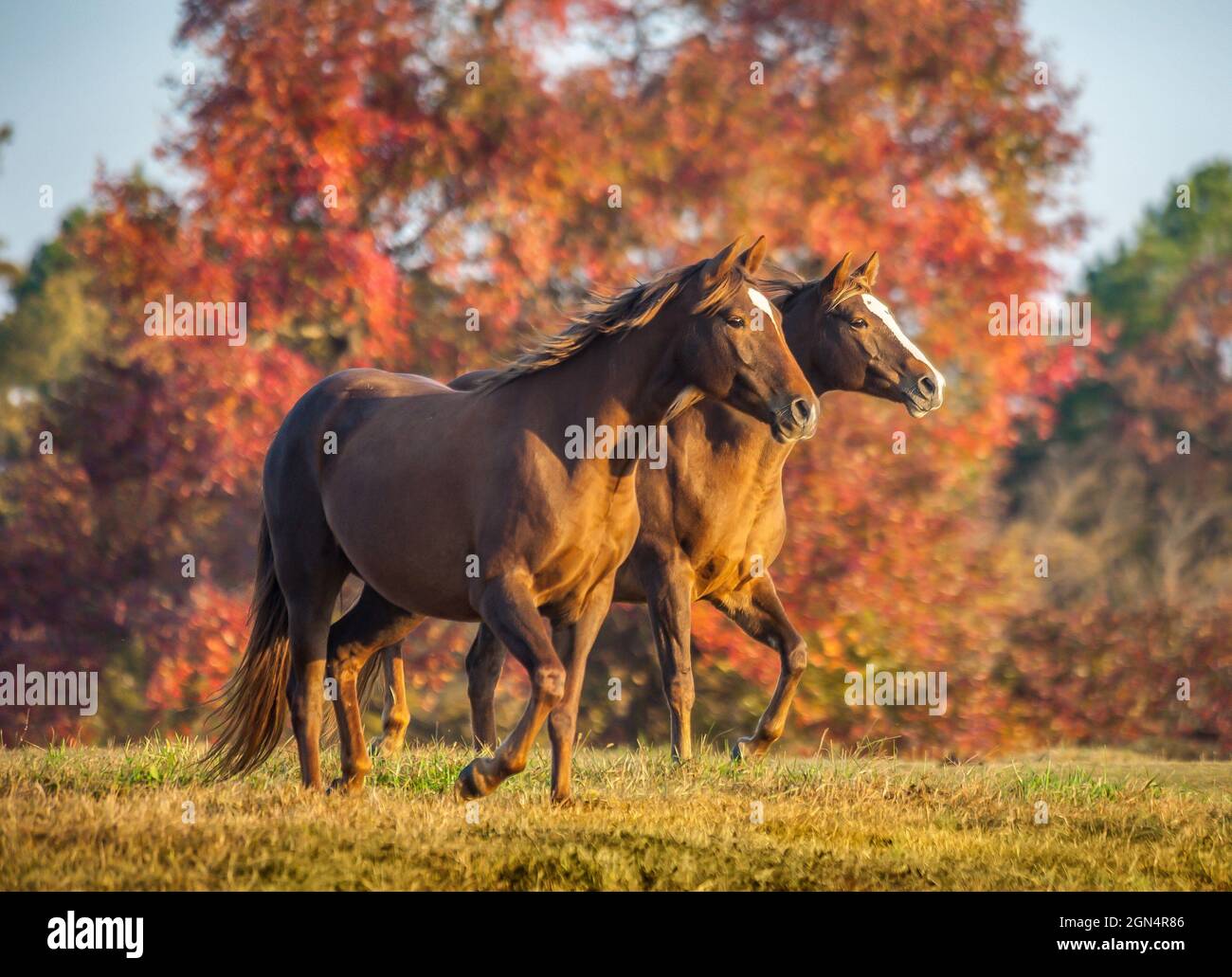 Kiger mustang horses hi-res stock photography and images - Alamy