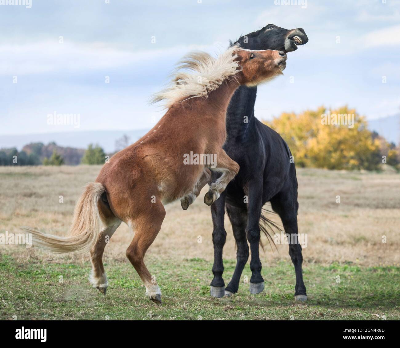 Mule and pony friends play at Proud Spirit Horse Rescue, Arkansas Stock ...