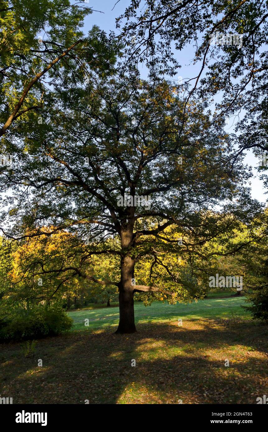 Beautiful tree against the backdrop of a colorful autumn forest with ...