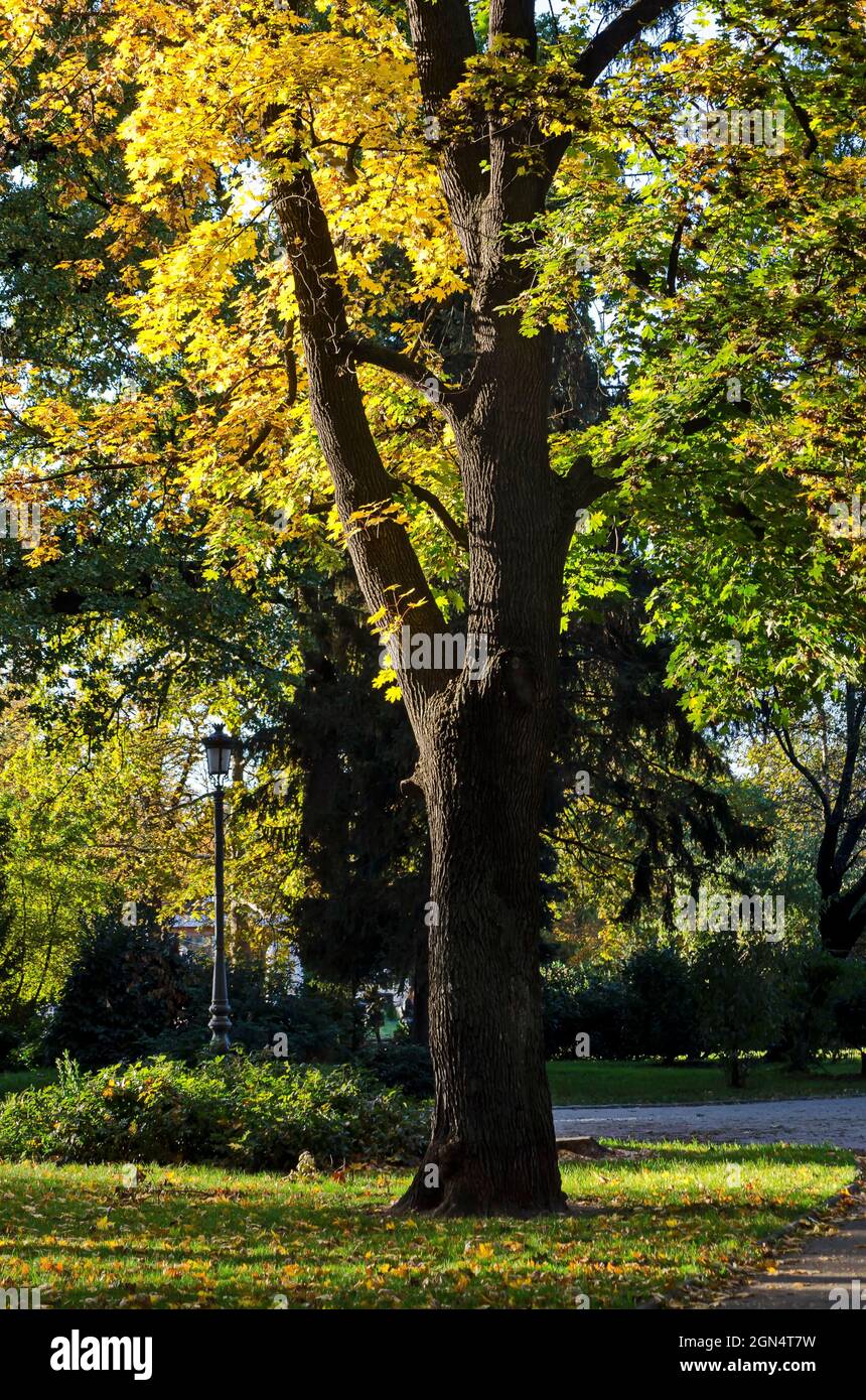 Beautiful tree against the backdrop of a colorful autumn forest with ...