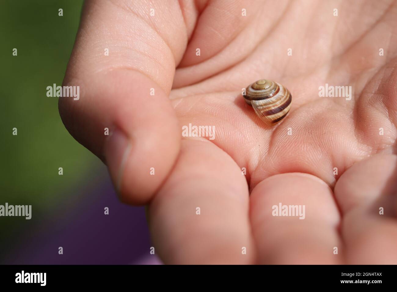 Child picking shell hi-res stock photography and images - Alamy