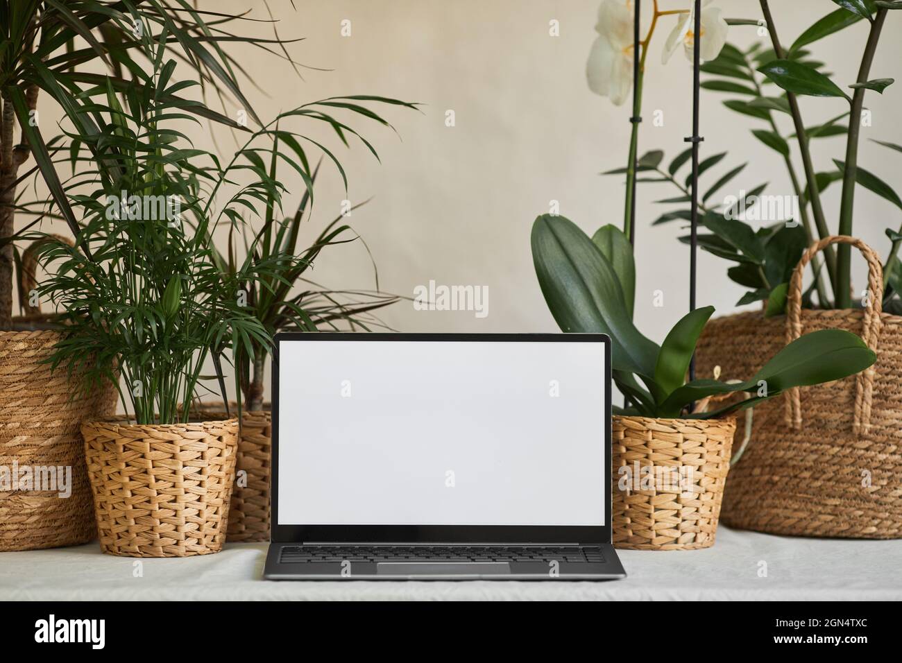 Laptop background plant hi-res stock photography and images - Alamy