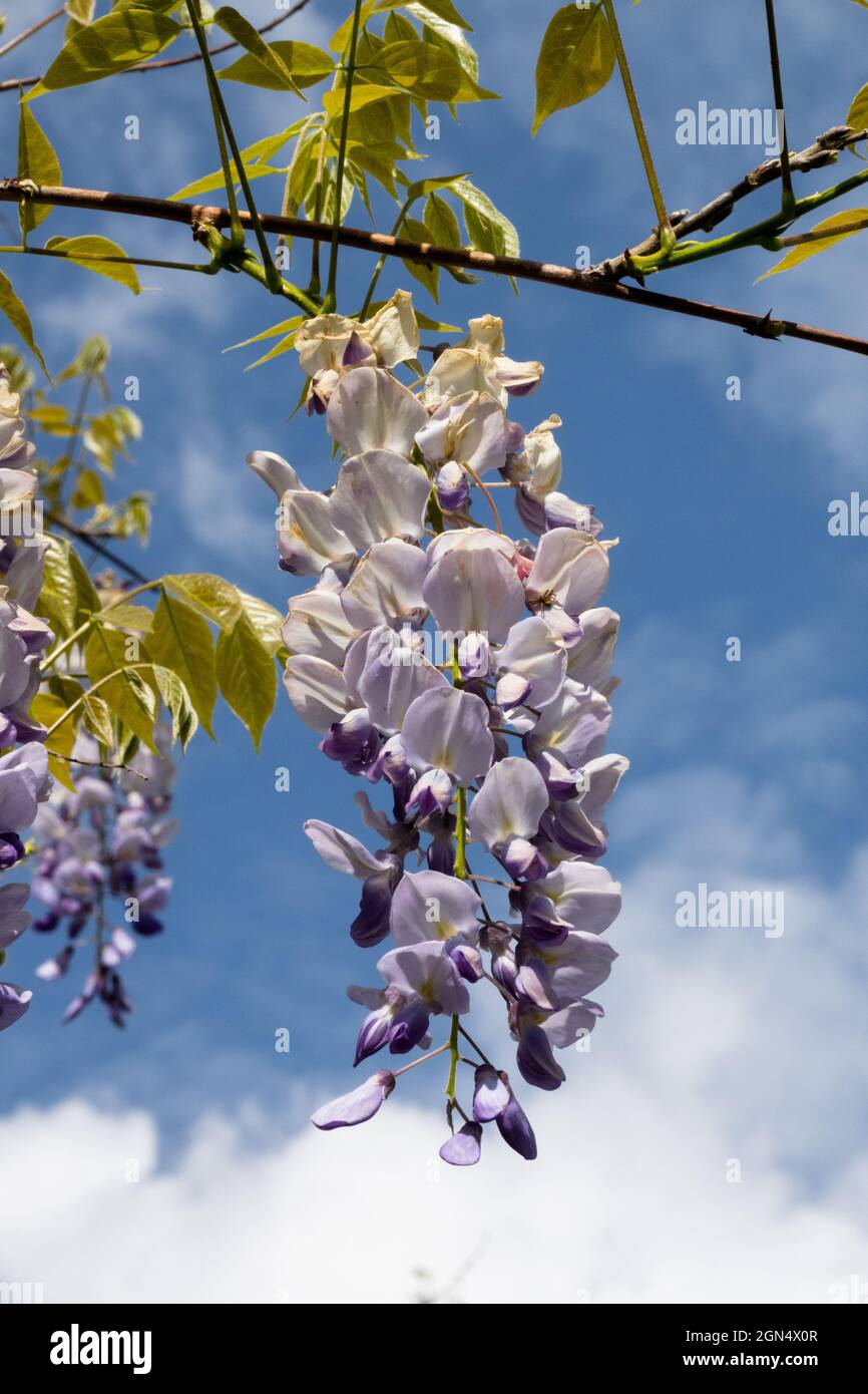 American wisteria frutescens hi-res stock photography and images - Alamy