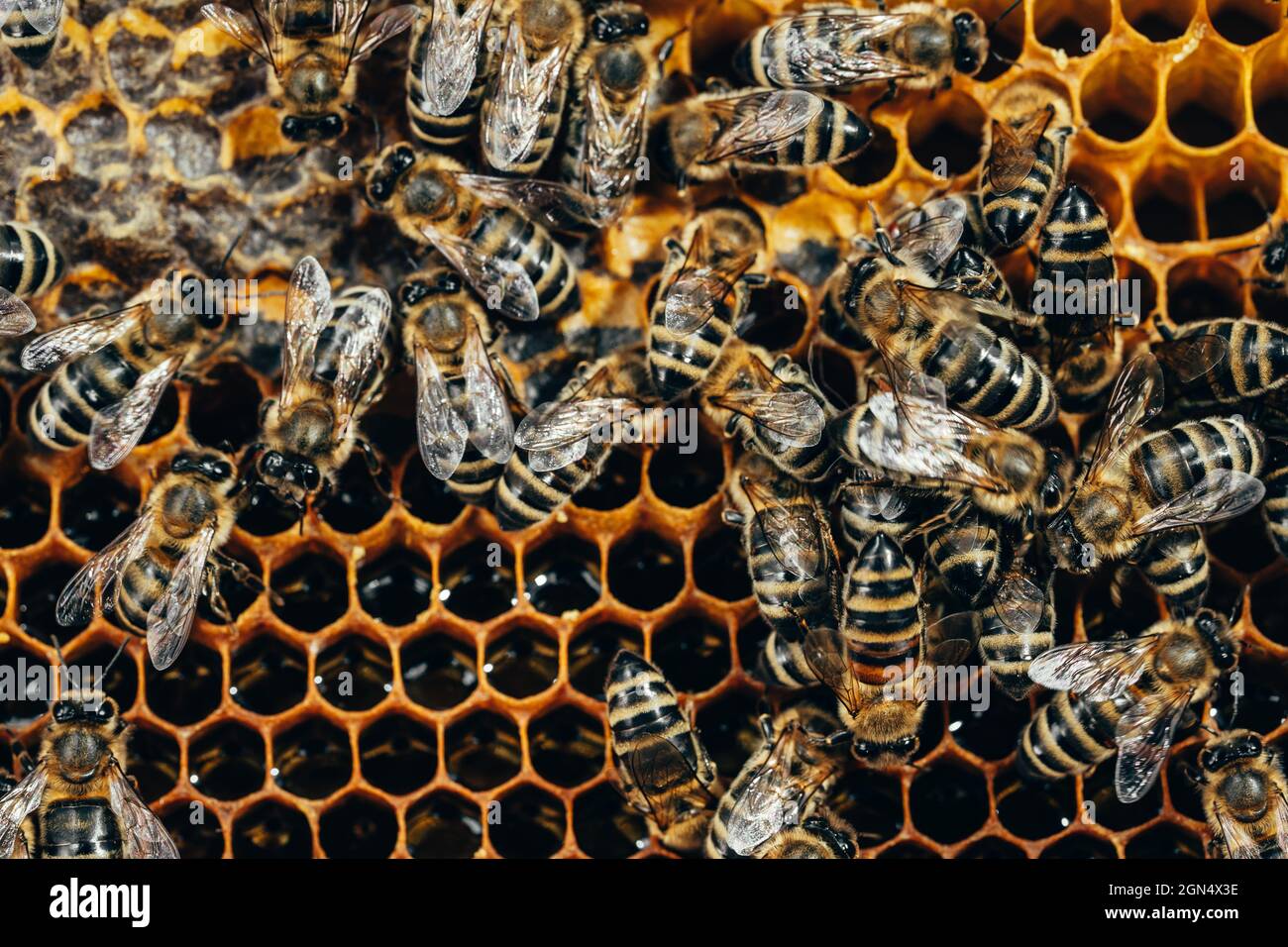 Brood frame with queen cell hi-res stock photography and images - Alamy