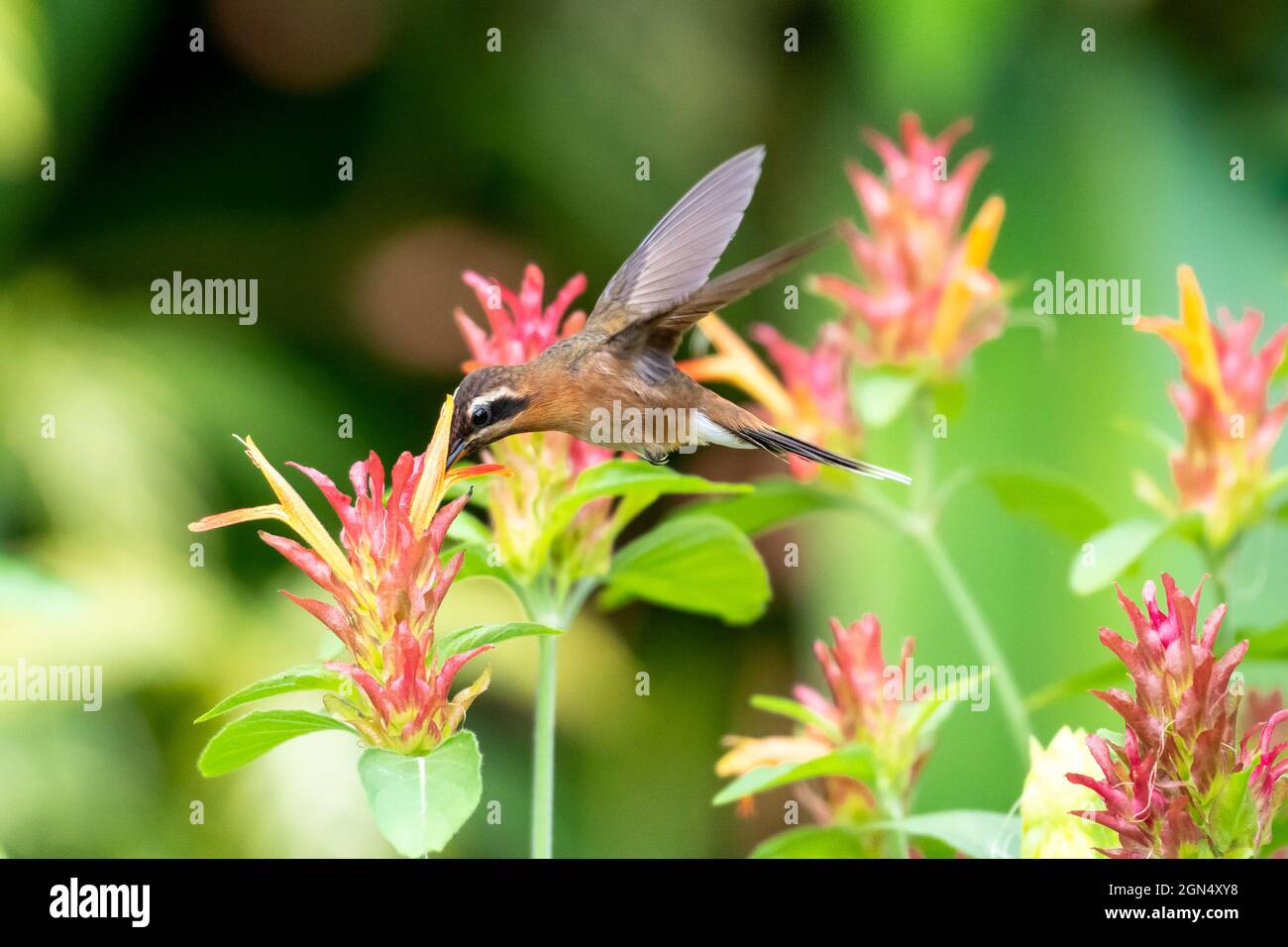 A Little Hermit hummingbird (phaethornis longuemareus), feeding on a ...