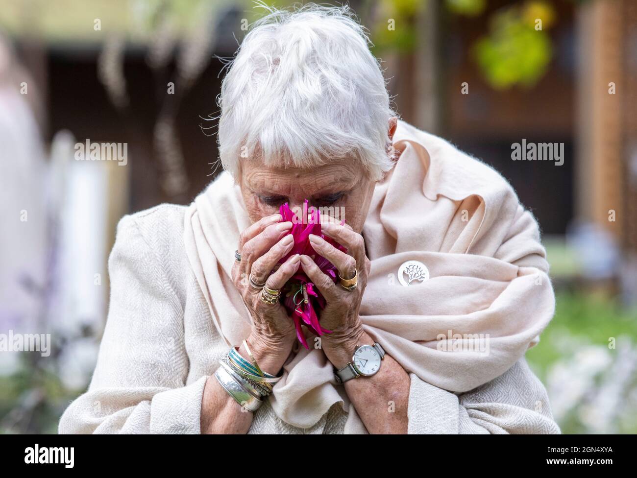Dame Judi Dench sniffs a red rose at the RHS Chelsea flower Show Stock ...