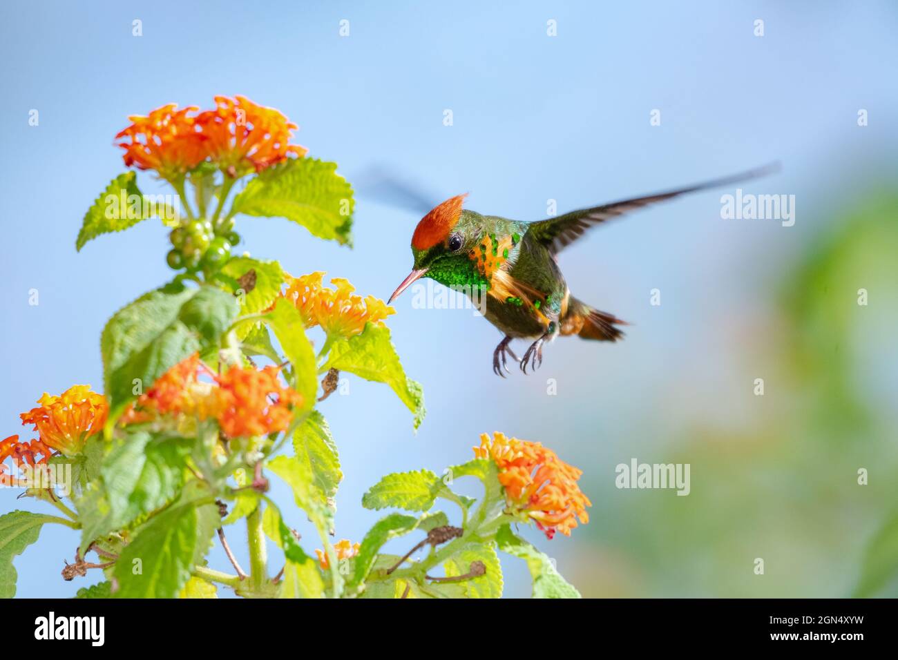 Tufted coquette hummingbird hi-res stock photography and images - Alamy
