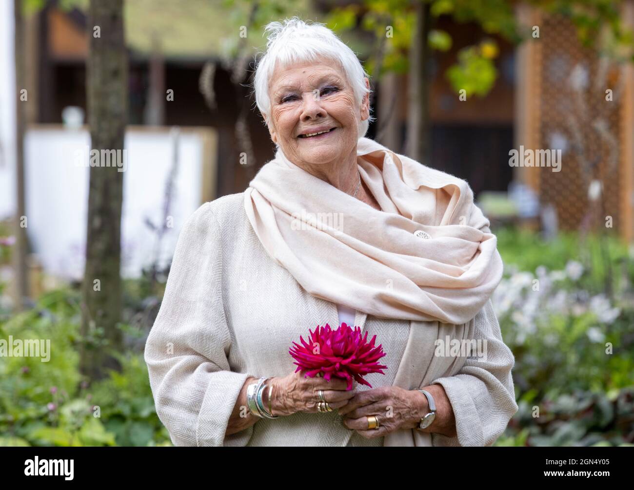 Dame Judi Dench at the RHS Chelsea flower Show with a red rose Stock ...