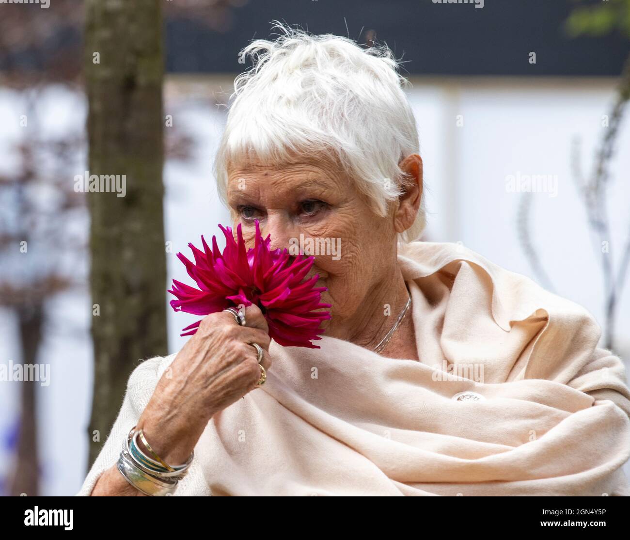 Dame Judi Dench at the RHS Chelsea flower Show with a red rose Stock ...