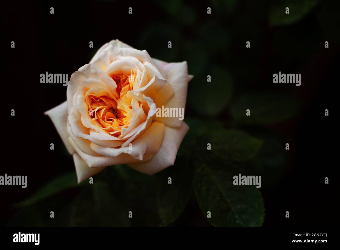 Climbing Rose cultivar called Alchymist.Rosa 'Alchymist' Stock Photo ...