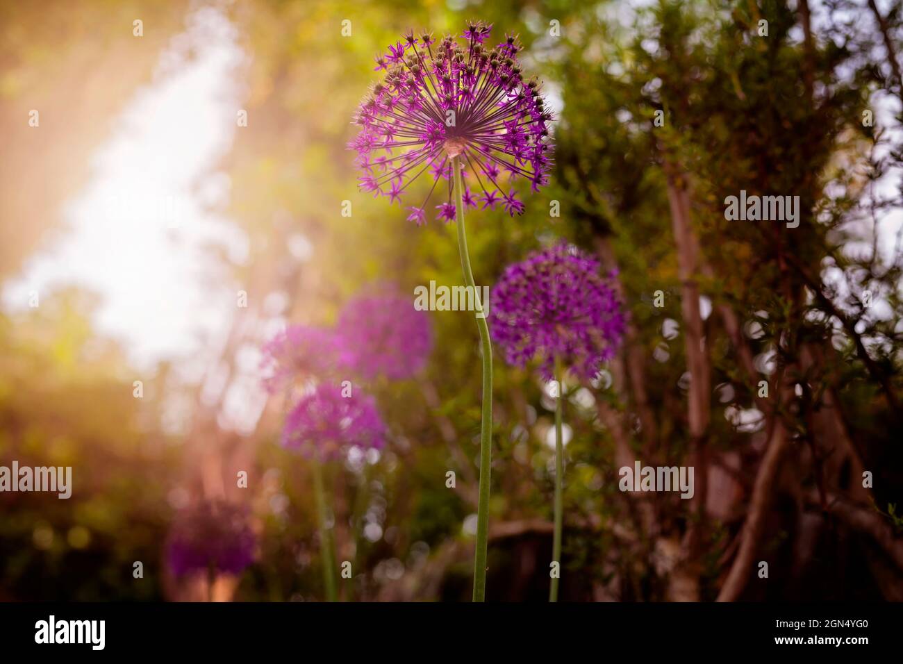 Allium Border High Resolution Stock Photography and Images - Alamy