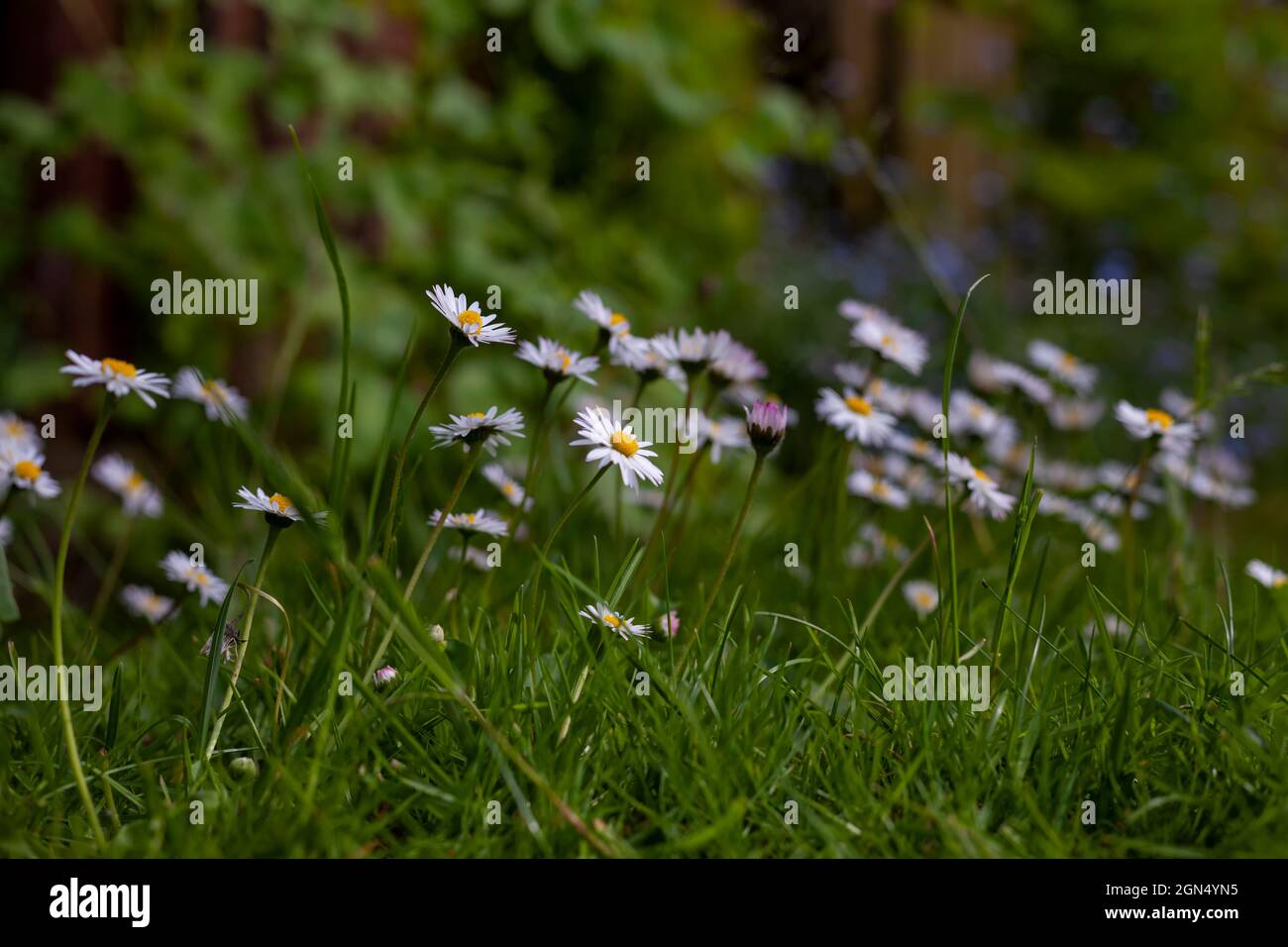 Bellis perennis, the daisy.To distinguish this species from other ...