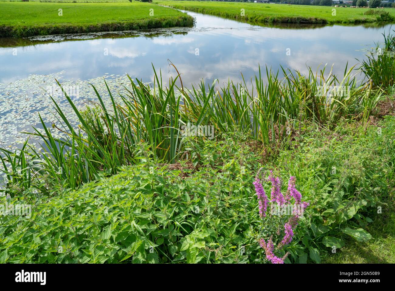 Dutch rural scene in Kinderdijk green grassland with canals running ...