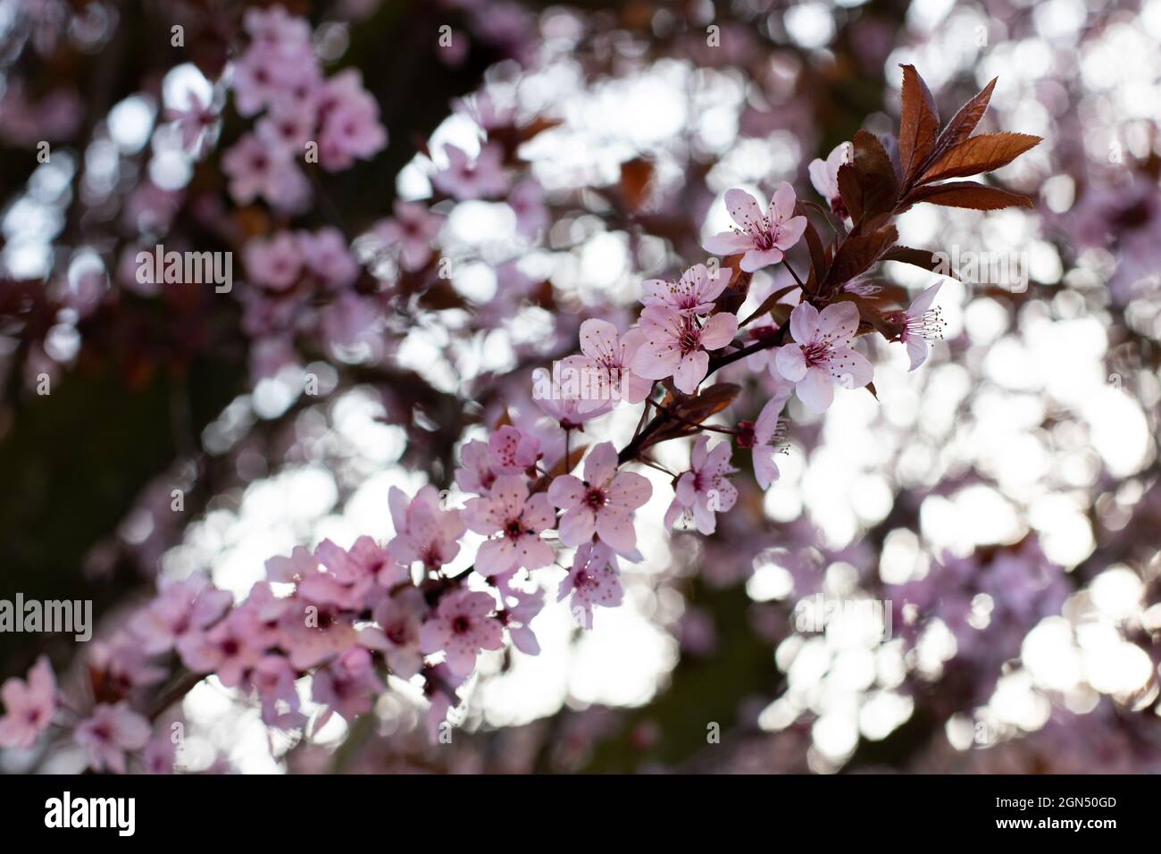 Detail of a beautiful blossoming tree with the use of bokeh, shallow ...