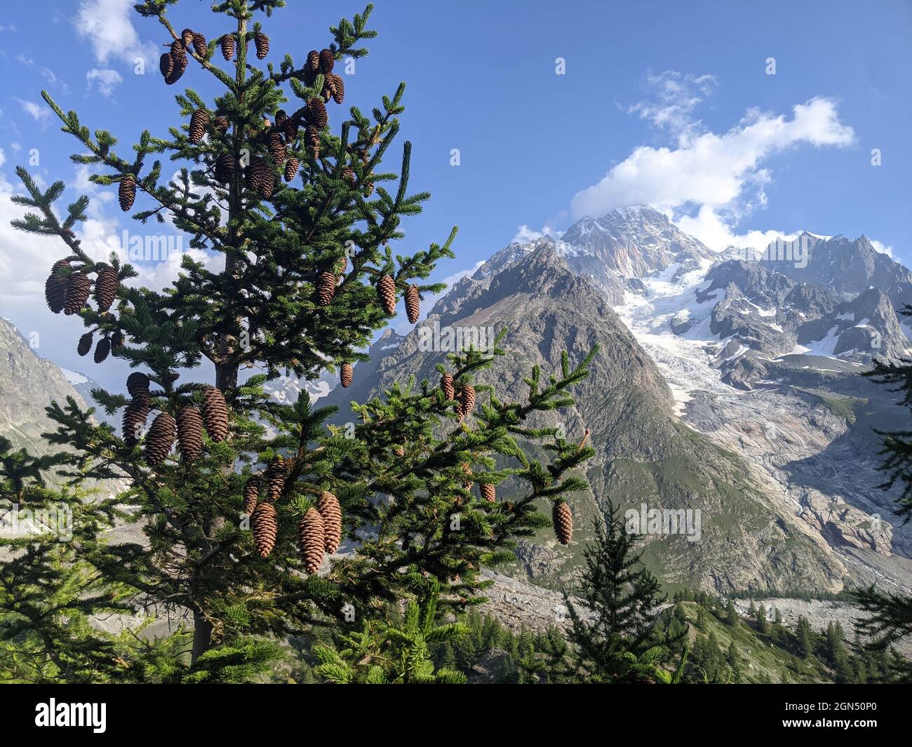 Pine cone tree with European Alps in the background. Glacier and snow ...