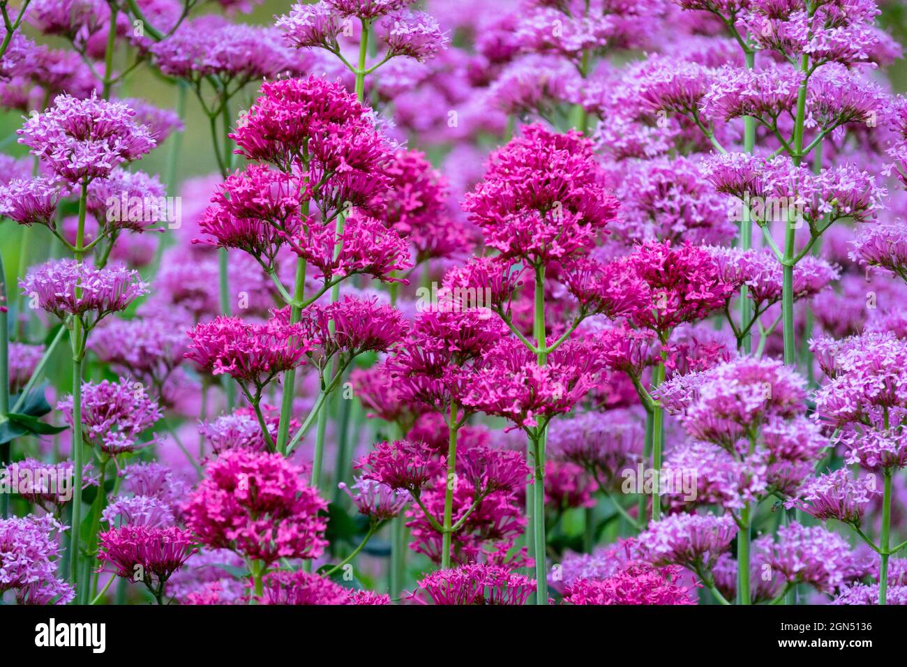 Red purple flower background Red Valerian Centranthus ruber Stock Photo ...
