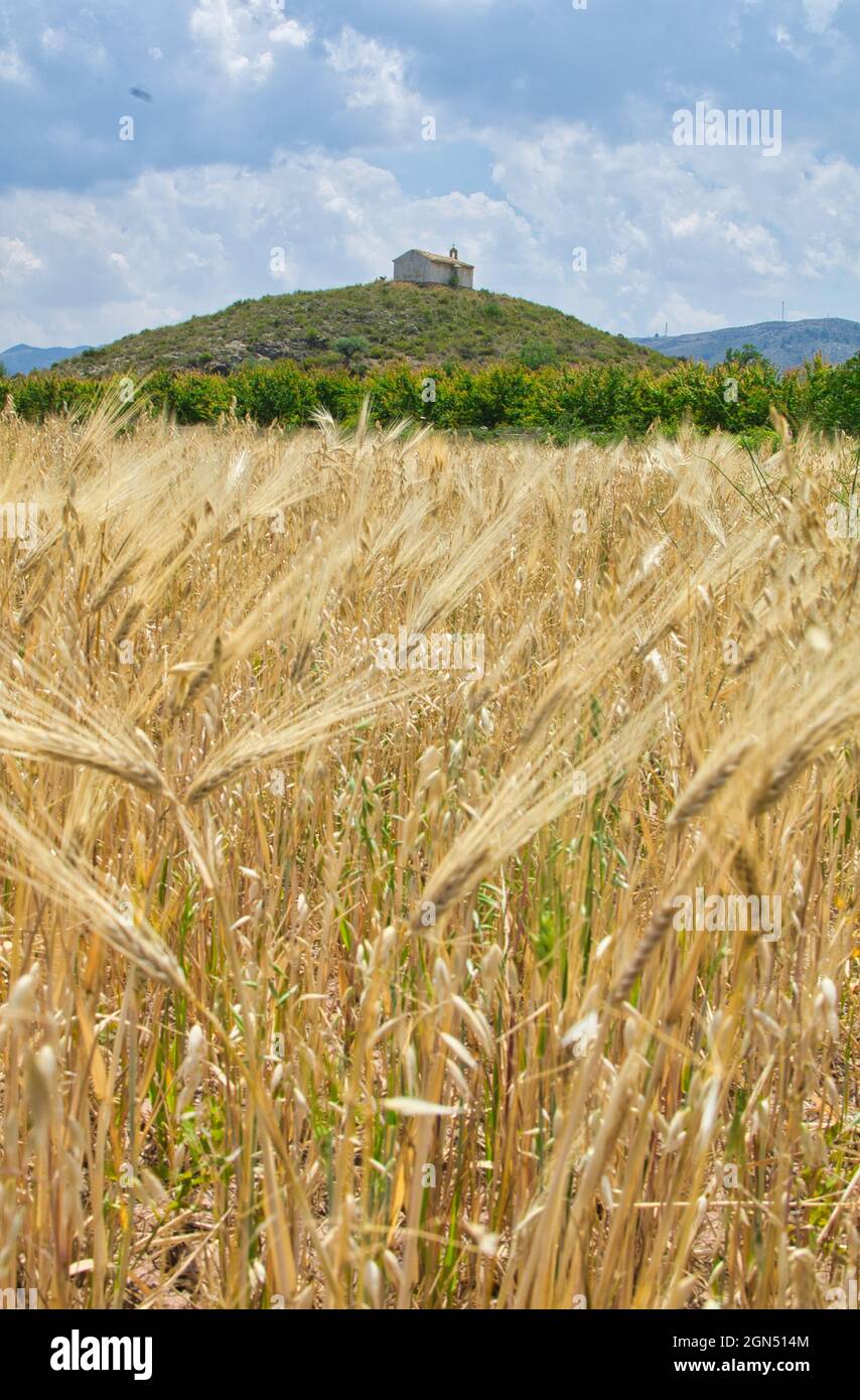 Vertical shot of a wheat field prepared for harvesting, during dayligh ...