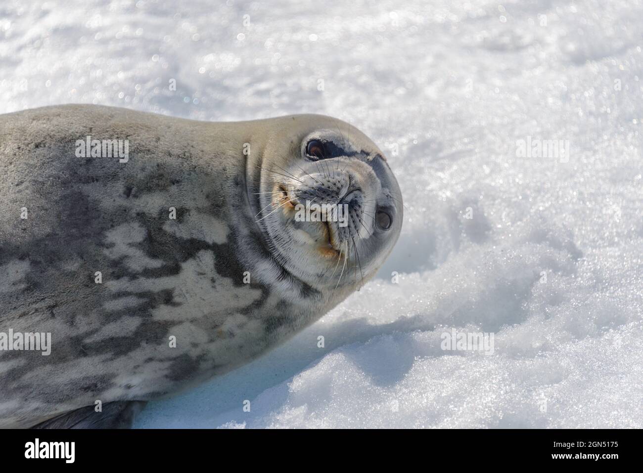 Leopard seal on beach with snow in Antarctica Stock Photo - Alamy
