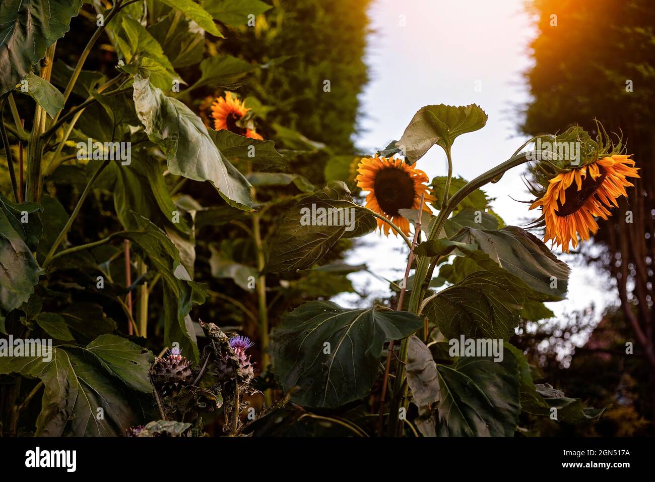 Giant Sunflowers in bloom against a blue sky.Helianthus Stock Photo - Alamy