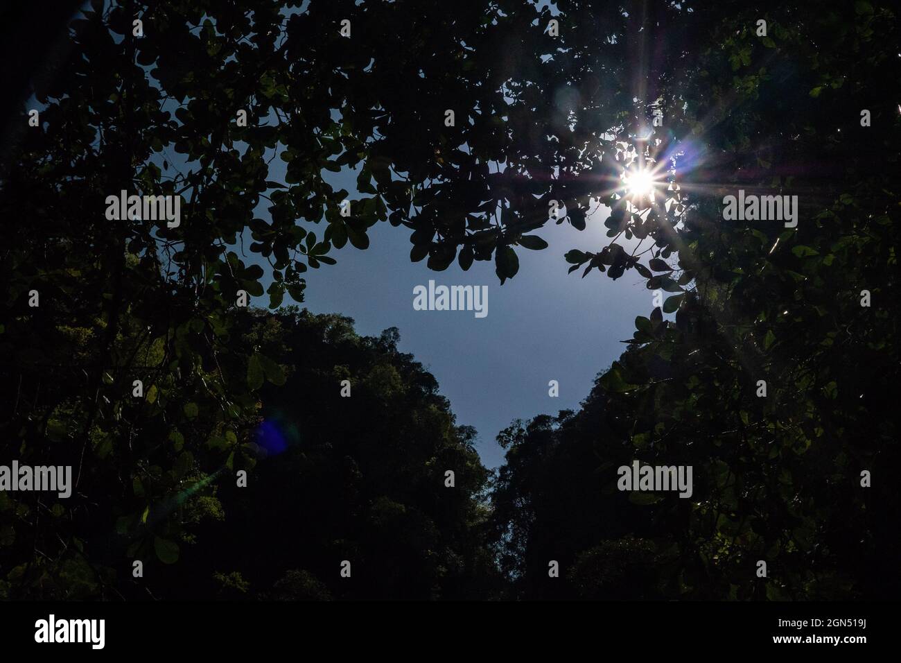 Low angle shot of sun rays through tree branches Stock Photo - Alamy