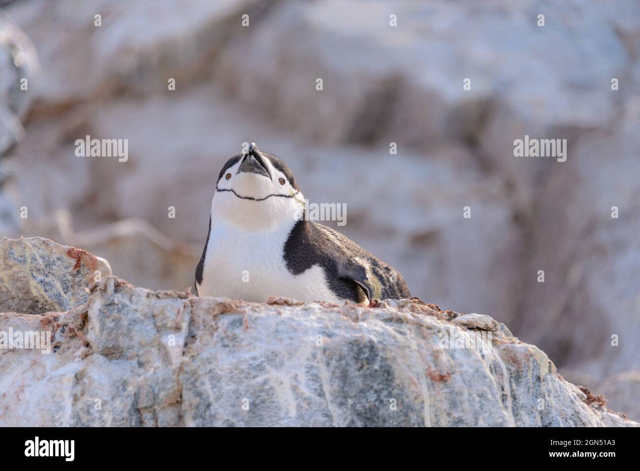 Chinstrap penguin laying on the rock in Antarctic Stock Photo - Alamy