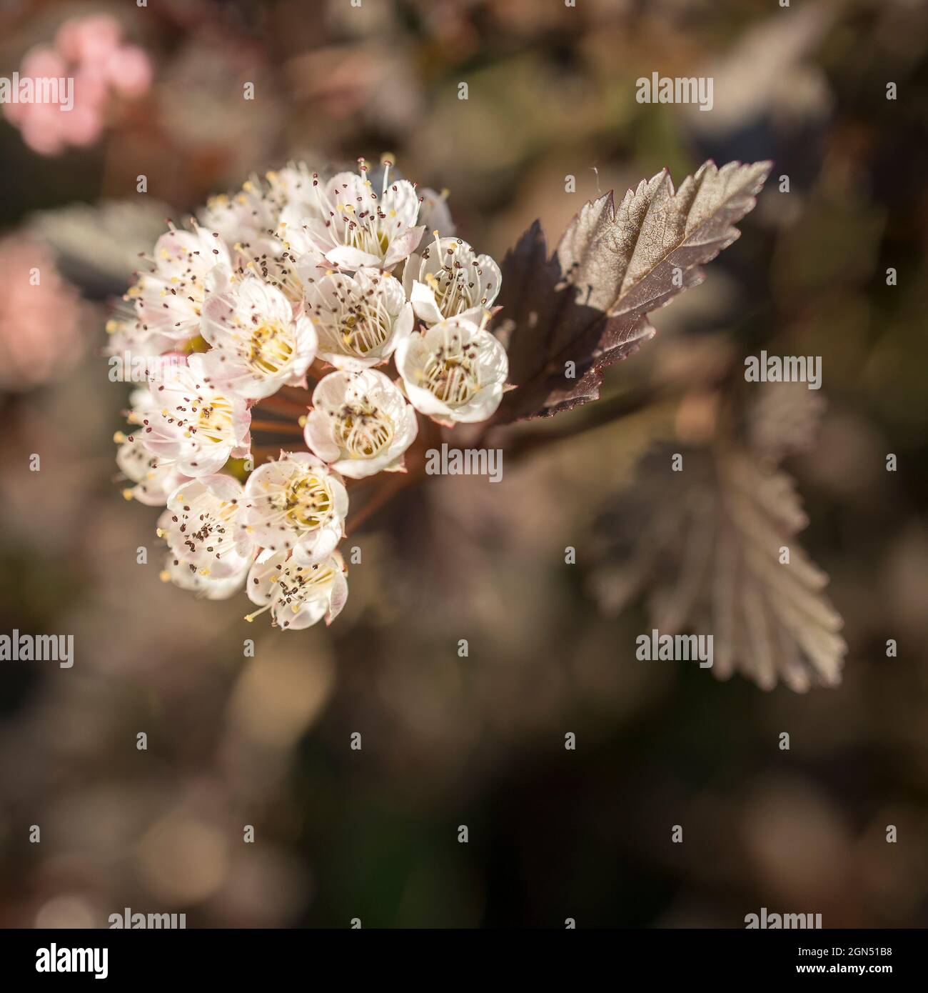 Physocarpus opulifolius, known as common, Eastern, Atlantic or simply ...