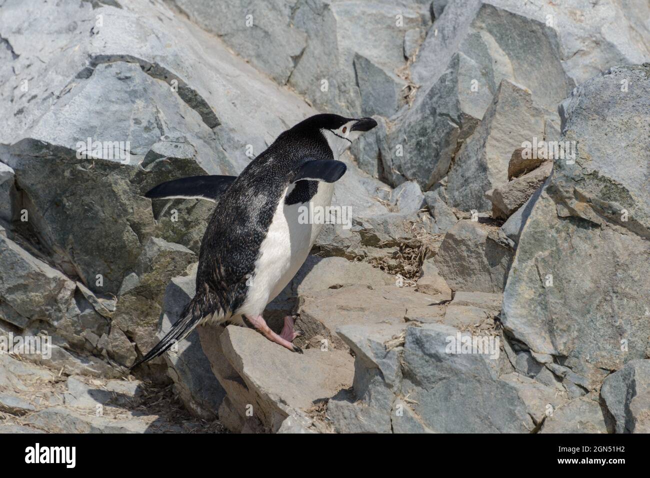 Antarctica rock climbing hi-res stock photography and images - Alamy