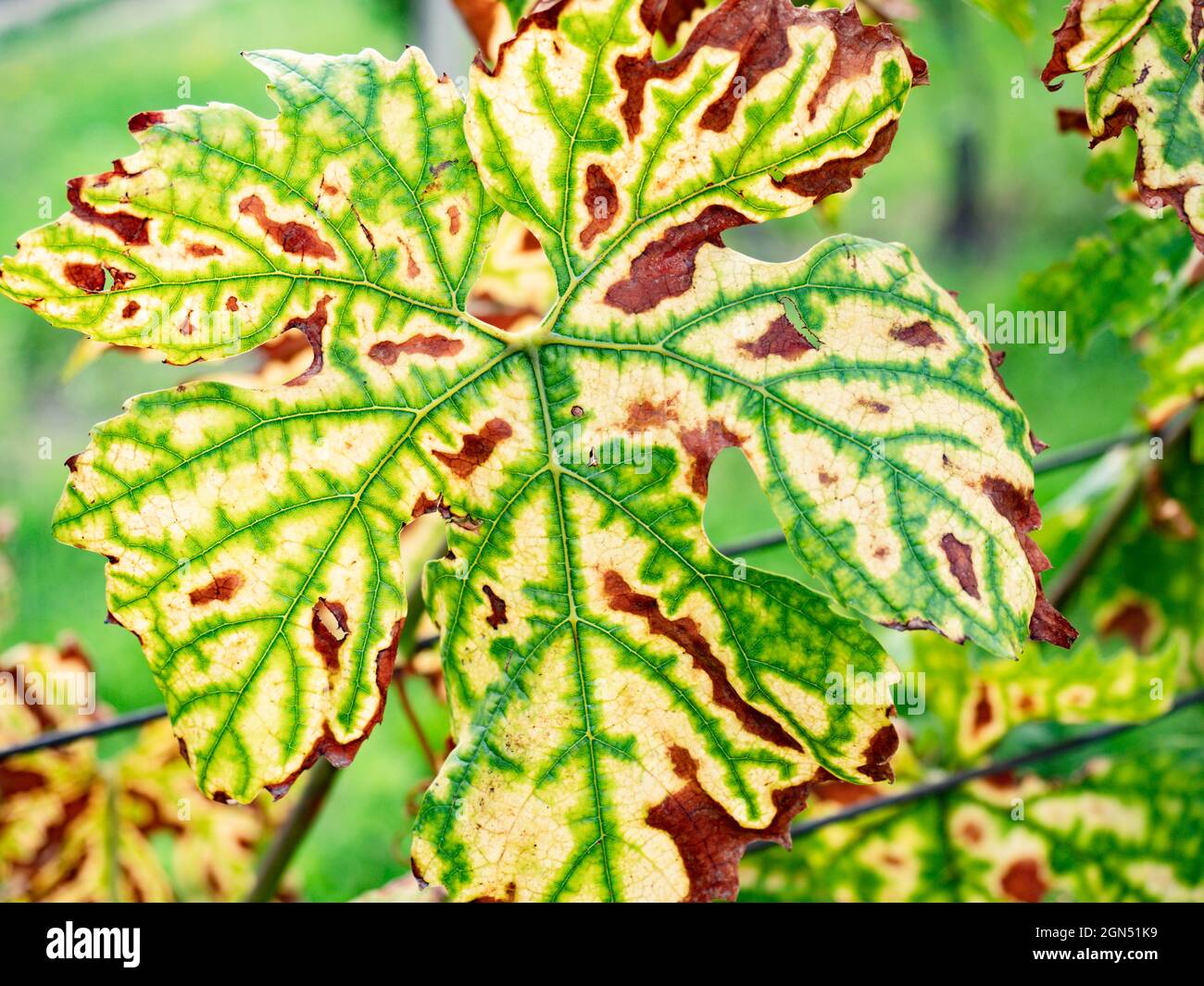 Vine leaves affected Petri disease or Esca disease. The grapevine leaf ...