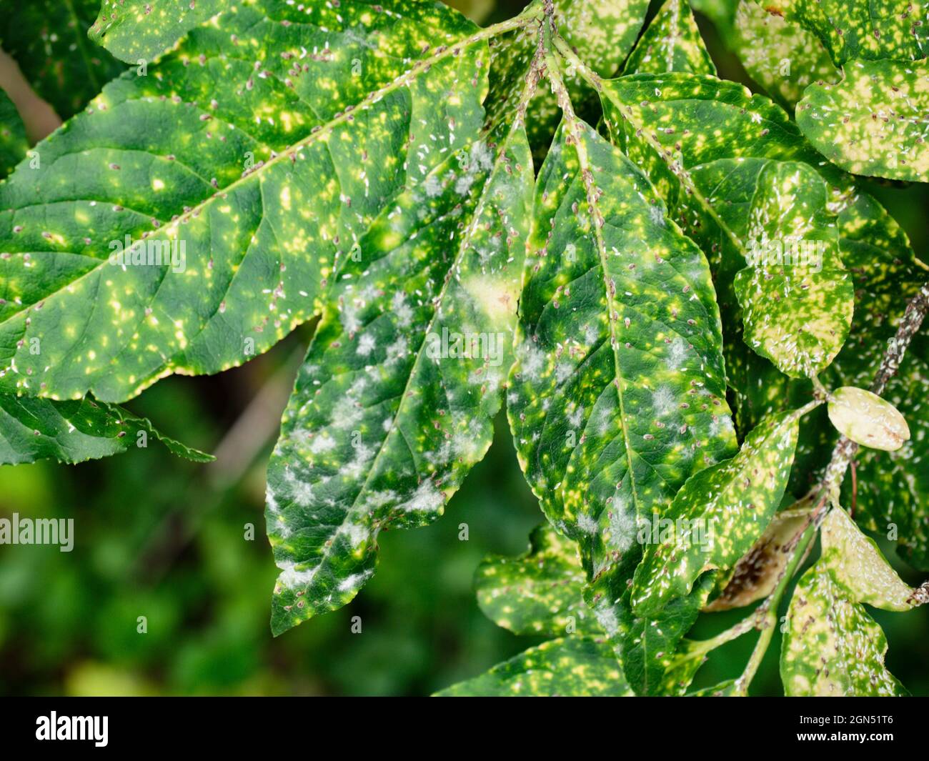 Defected leaves of euonymus on a branch against foliage. Problem with scale insects Stock Photo ...