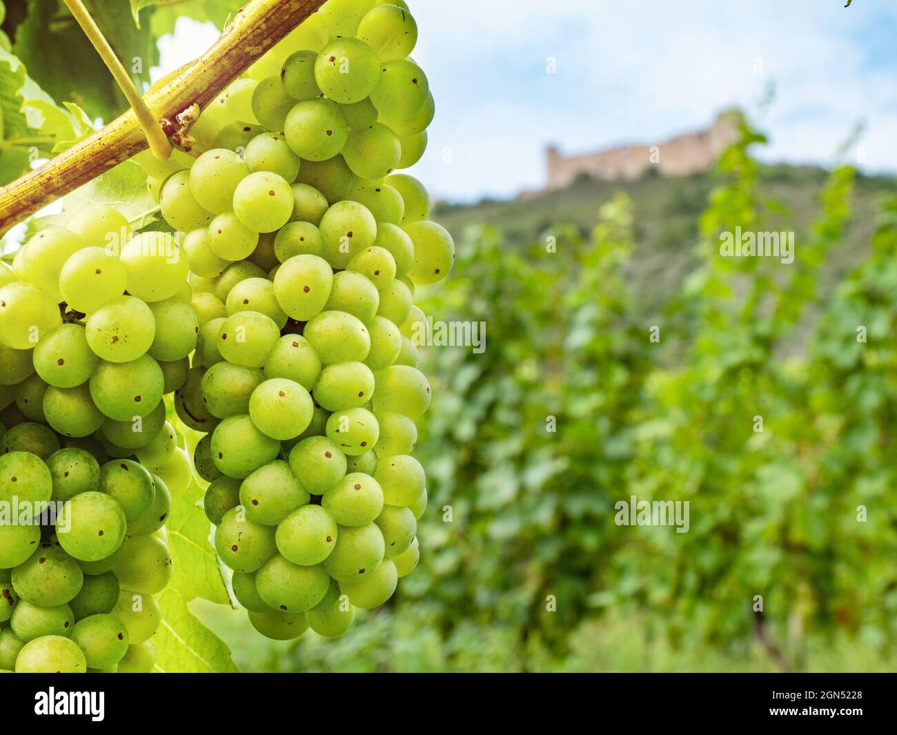 Fresh green vineyards with large juicy vine grapes and silhouette of ...