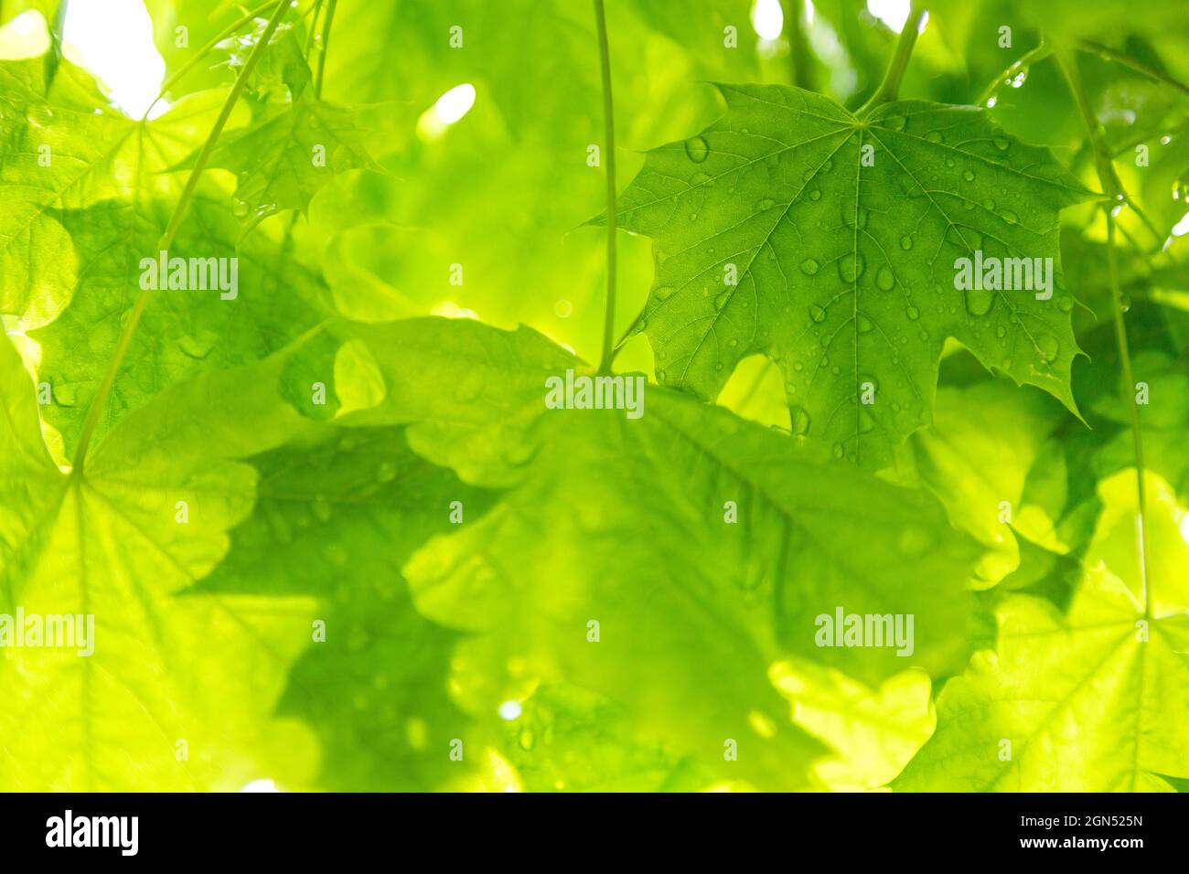Maple leaves in the rain hi-res stock photography and images - Alamy