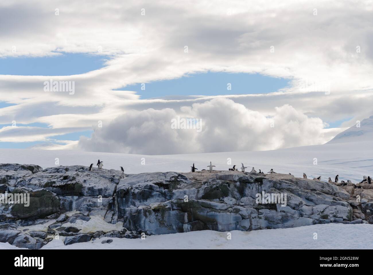 Antarctic landscape with penguins Stock Photo - Alamy
