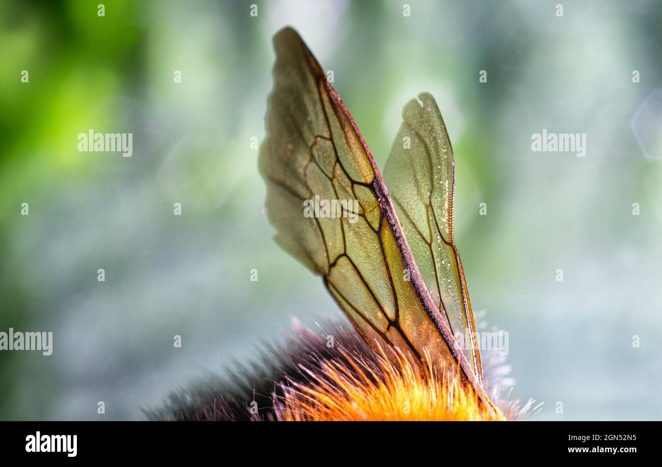 Wings of a bee hi-res stock photography and images - Alamy