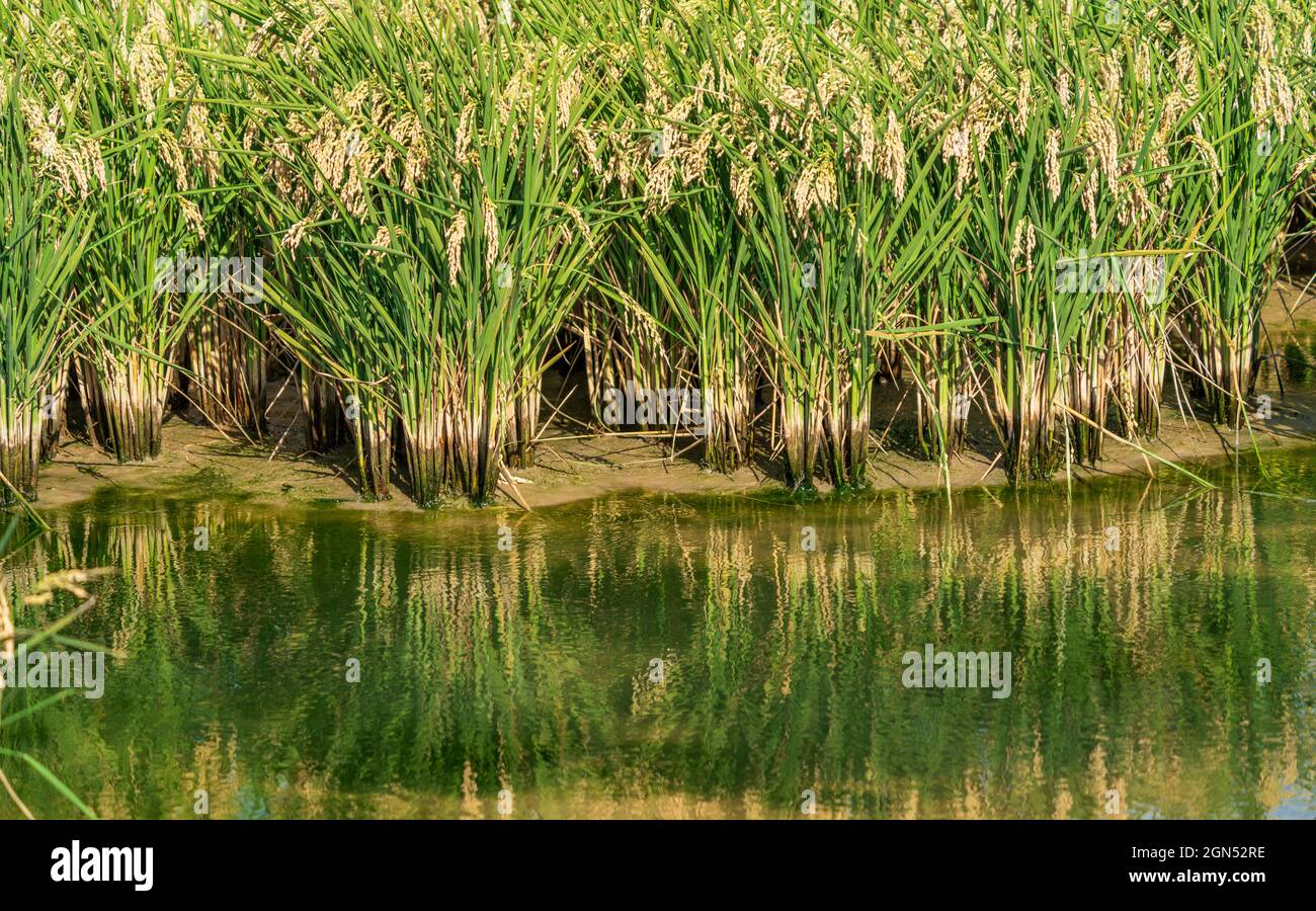 Rice field and water reflection close to harvest Stock Photo - Alamy