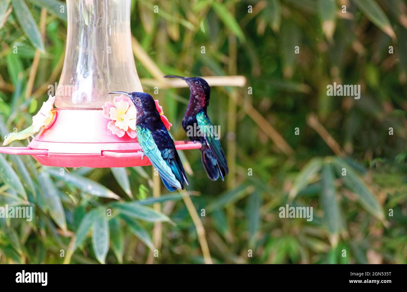 The Humming birds , colibris seen on Martinique island Stock Photo - Alamy