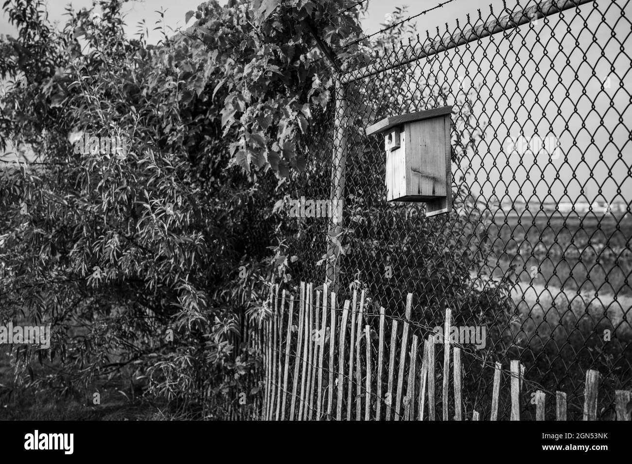Overgrown industrial chain link fence with trees and brush passing ...