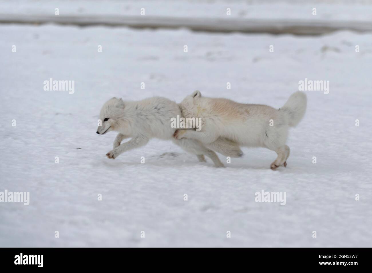 Wild arctic foxes fighting in tundra in winter time. White arctic fox ...